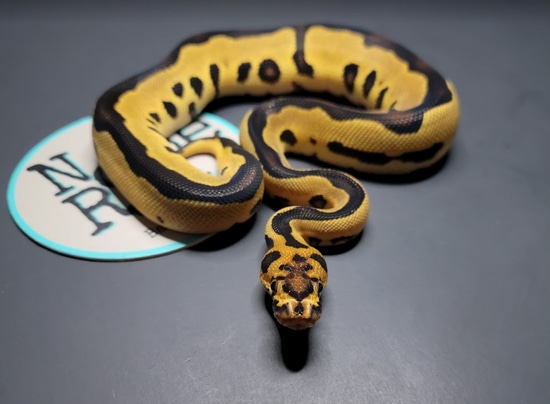 Leopard Orange Dream Yellow Belly Clown Ball Python by Nope Rope Ball Pythons