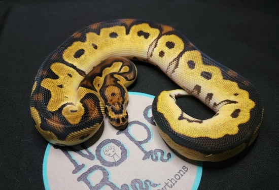 Orange Dream Clown 50% Het Pied Ball Python by Nope Rope Ball Pythons