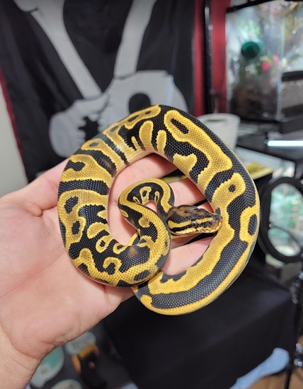 Orange Dream Yellowbelly Leopard 100% Double Het Clown/Pied Ball Python by Nope Rope Ball Pythons
