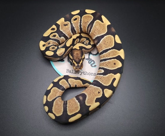 Chocolate Desert Ghost Ball Python by Nope Rope Ball Pythons
