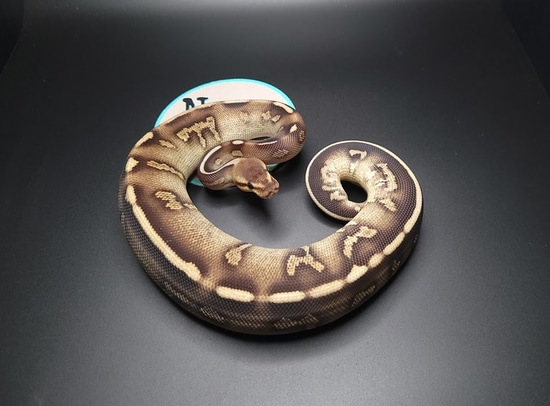 Super Chocolate Lesser Ball Python by Nope Rope Ball Pythons
