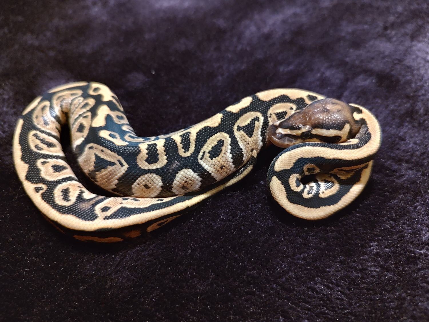 Fire Het Clown Ball Python by Lovelace Royals - MorphMarket