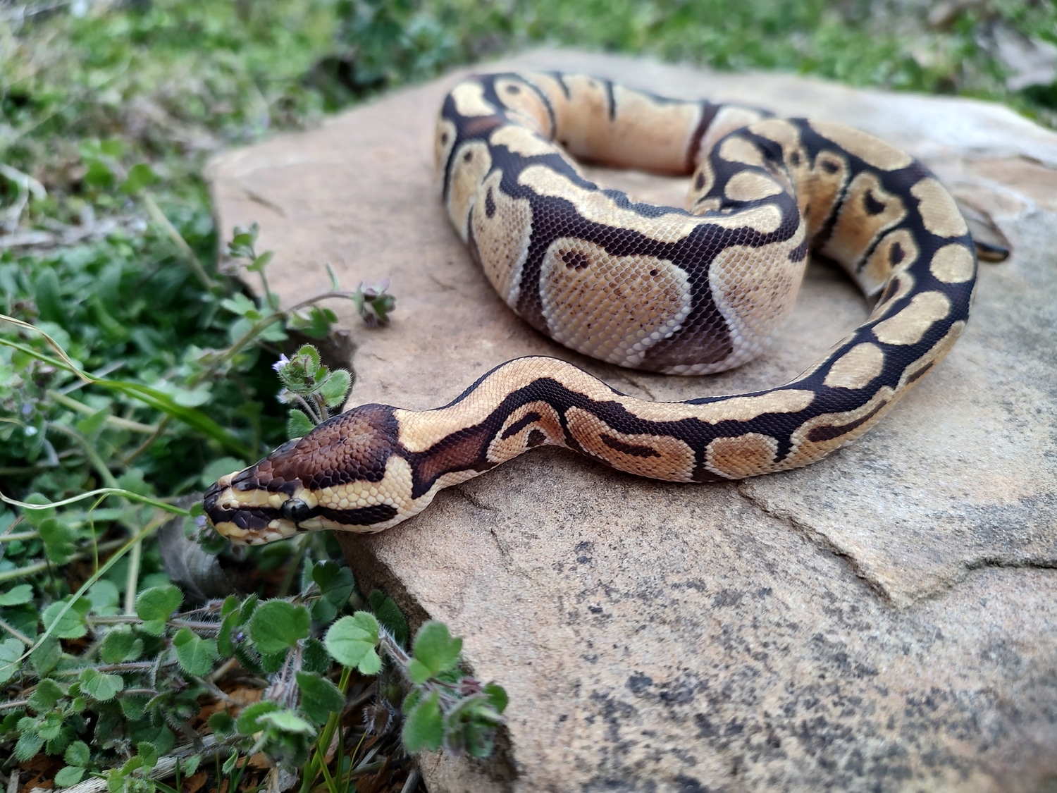 Pastel Enchi Fire 50% Het Clown Ball Python by Lovelace Royals ...