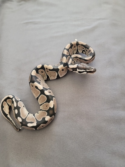 Axanthic Vpi Ball Python by NorCal Balls