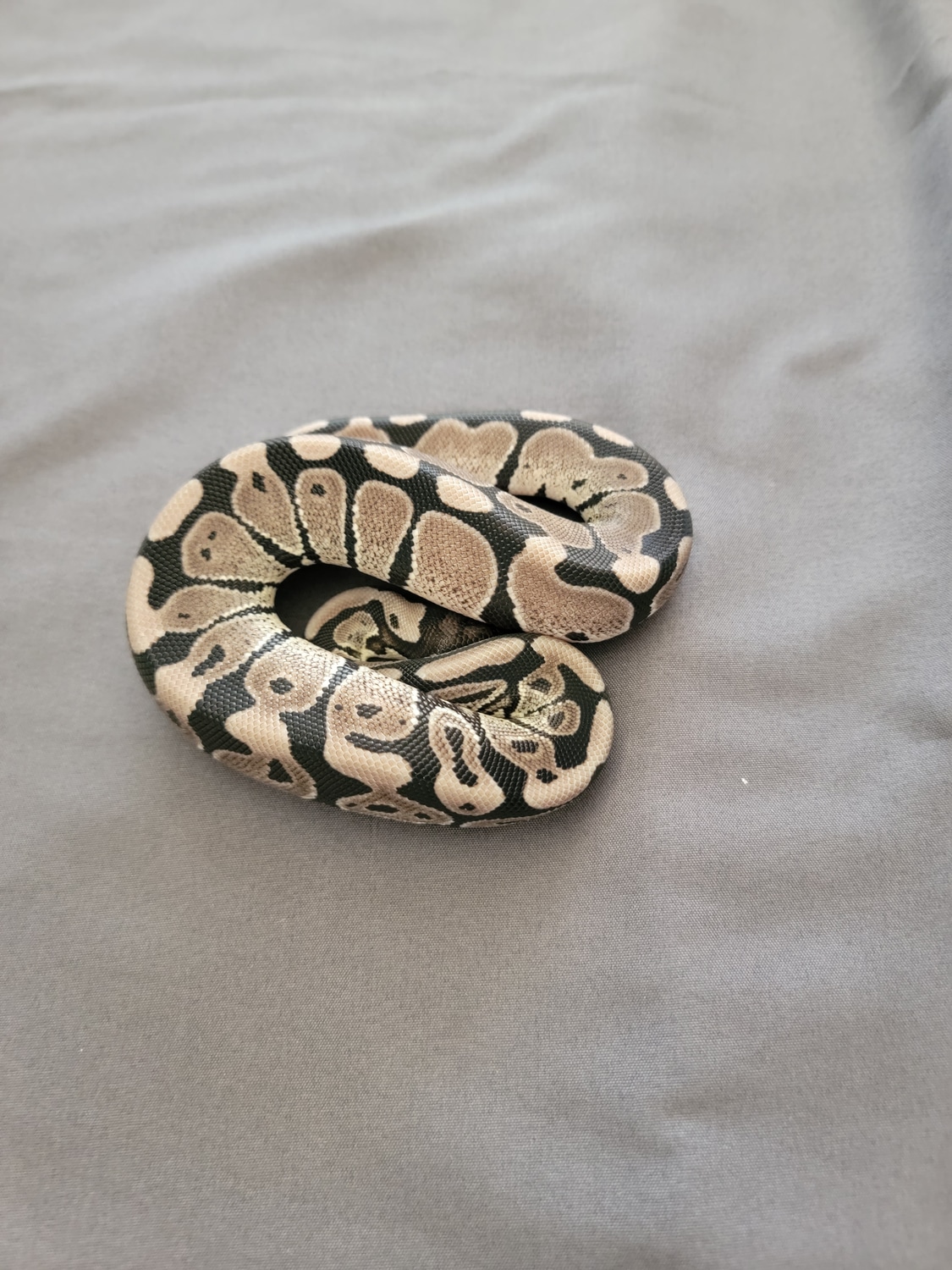 Axanthic Vpi Ball Python by NorCal Balls - MorphMarket