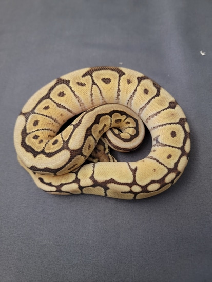 Mojave Spider Ball Python by NorCal Balls