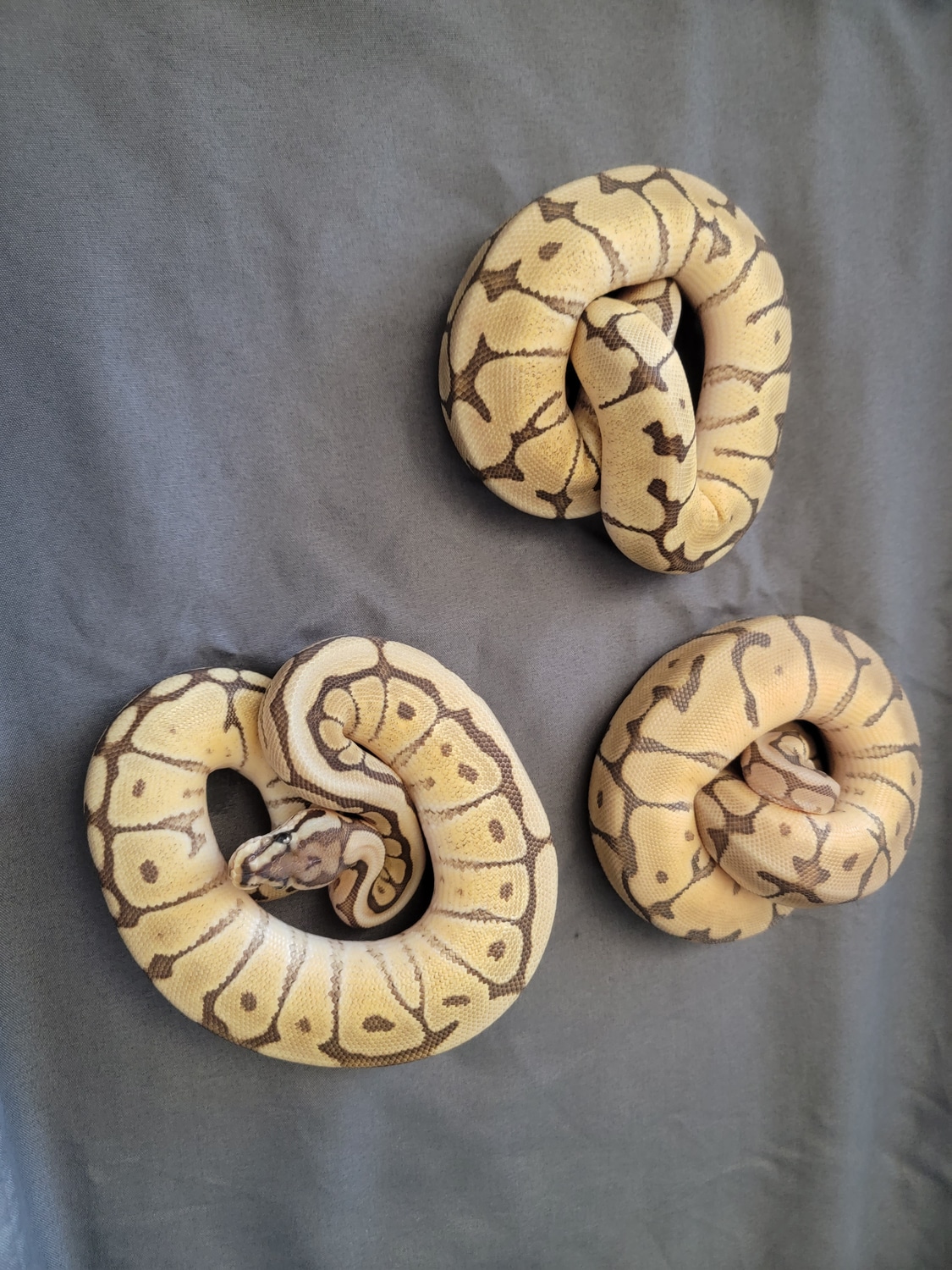 Mojave Spider Group Ball Python by NorCal Balls - MorphMarket