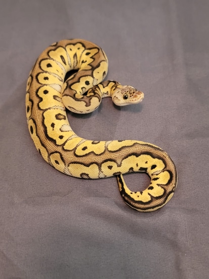 Pastel Clown Ball Python by NorCal Balls