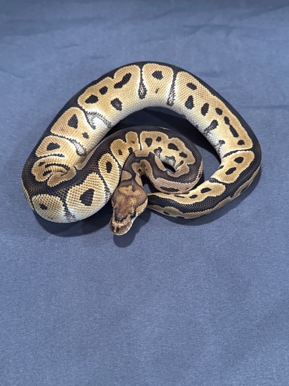 Clown 66% Het Axanthic Vpi Ball Python by NorCal Balls