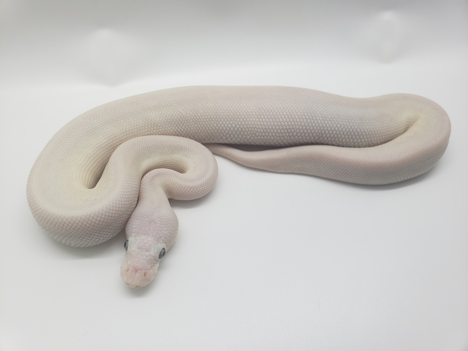 BEL Butter, Lesser, Pos Enchi/super Enchi, Pos Tangerine Ball Python by ...