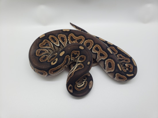 Cinnamon Special Ball Python by NorCal Biotics