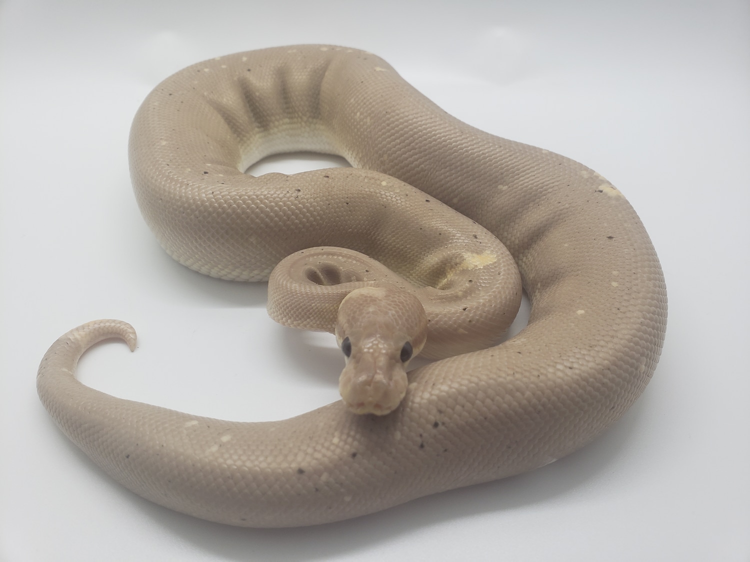Super Cinnamon Banana Ball Python by NorCal Biotics - MorphMarket