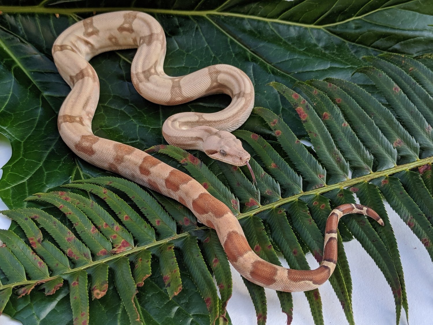 Burke CA T+ Albino Fire Diamond Boa Constrictor by NorCal Boas ...