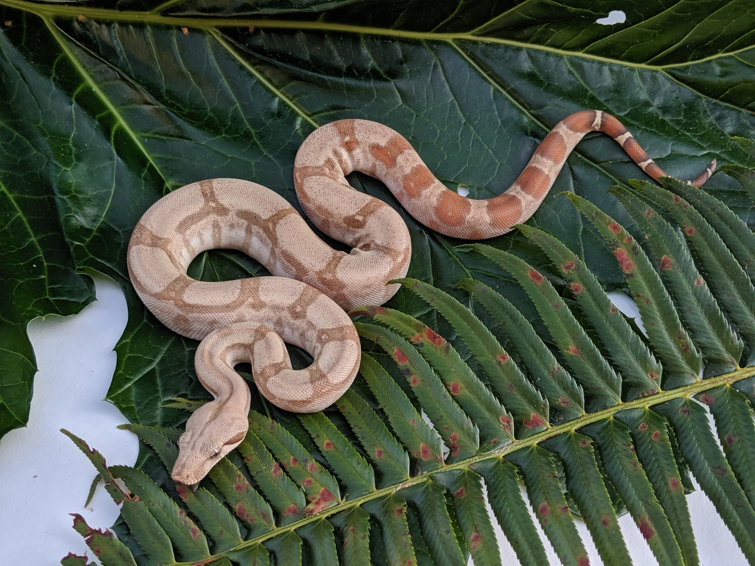 Burke CA T+ Albino Fire Diamond Boa Constrictor by NorCal Boas ...