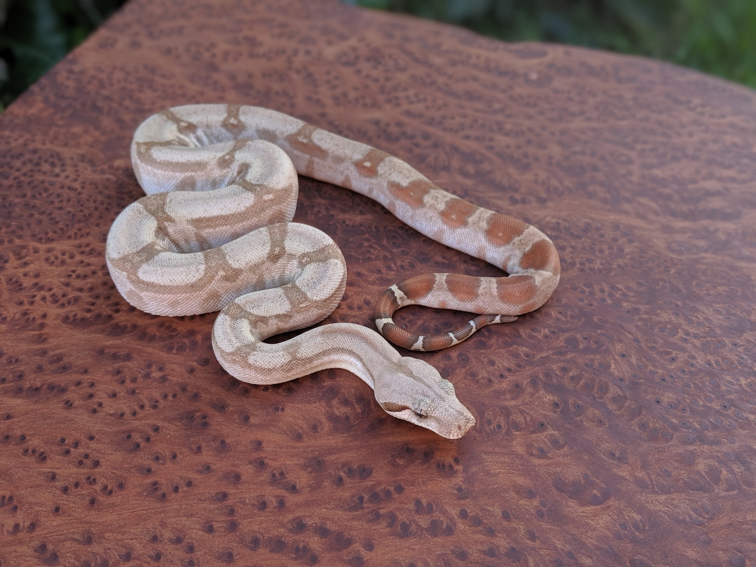 Burke CA T+ Albino Fire Diamond Boa Constrictor by NorCal Boas ...