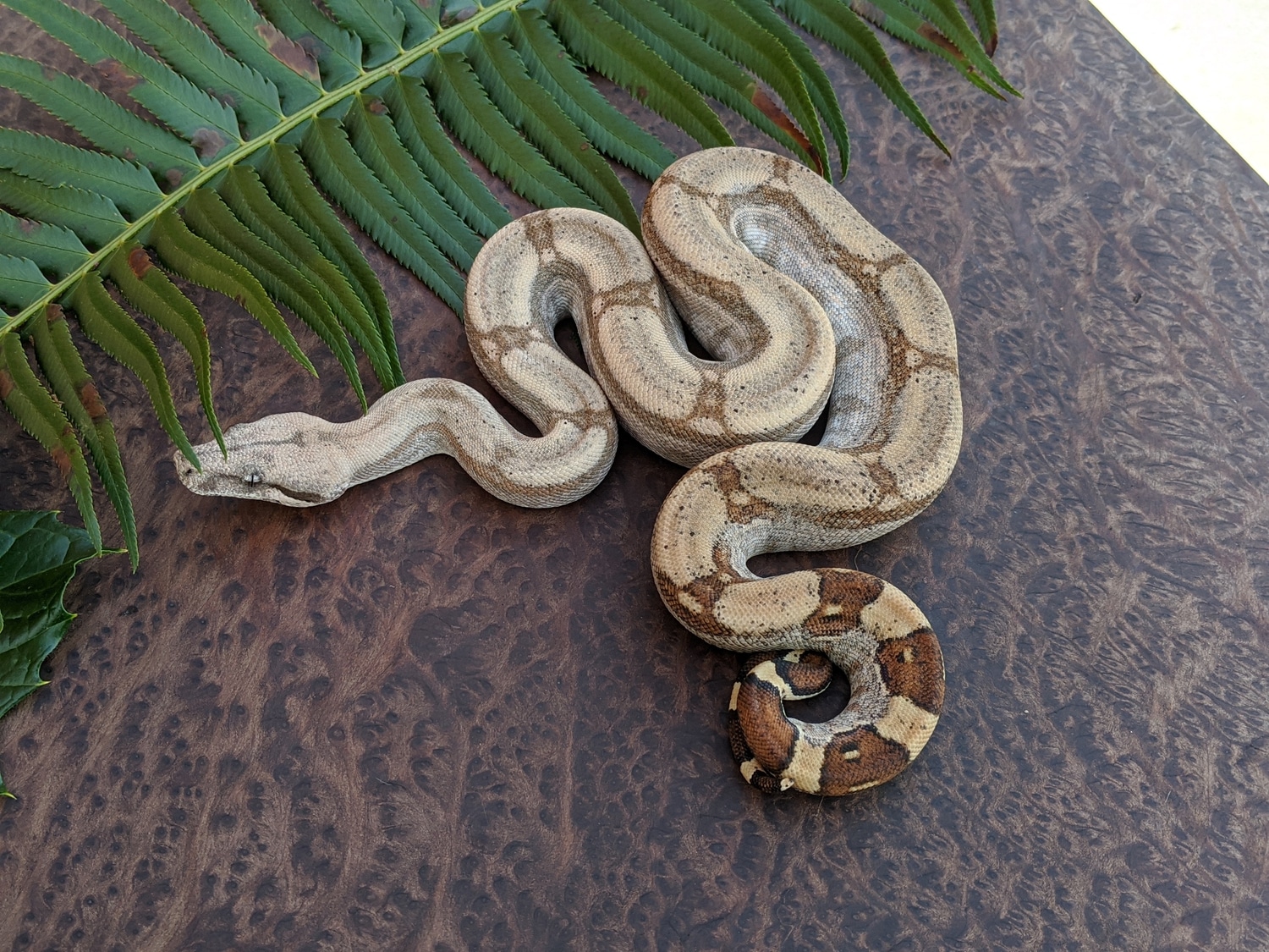 Pastel Dream Key West Fire Diamond 66% Het Burke Stone CA T Boa ...