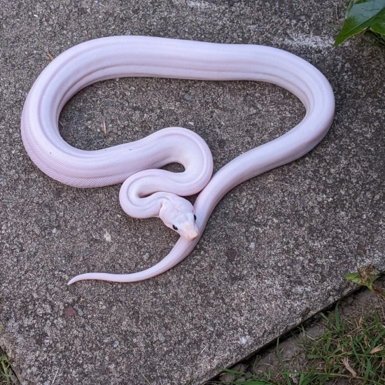 Super Fire Diamond Boa Constrictor by NorCal Boas