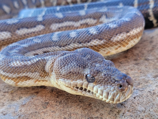Bredl's (Morilia Bredli) Carpet Python Other Carpet Python by Nor Cal ...