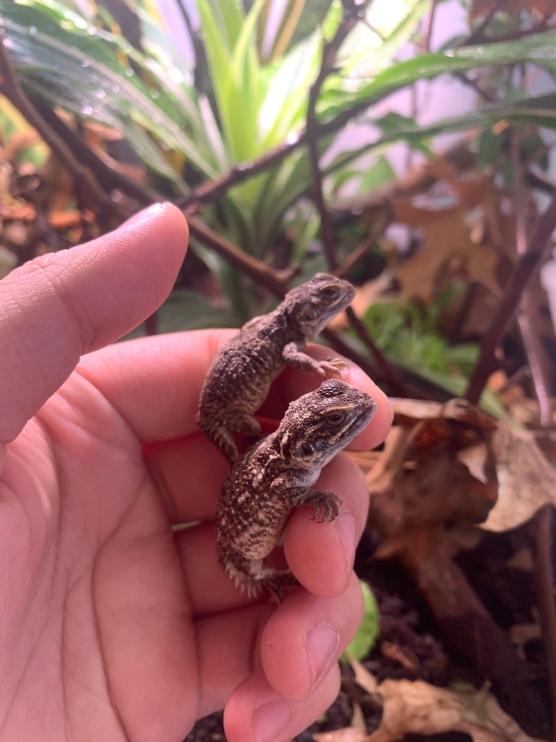 1.1 Pair Dwarf Shield-Tailed Agamas More Lizard by Jurassic Grove ...