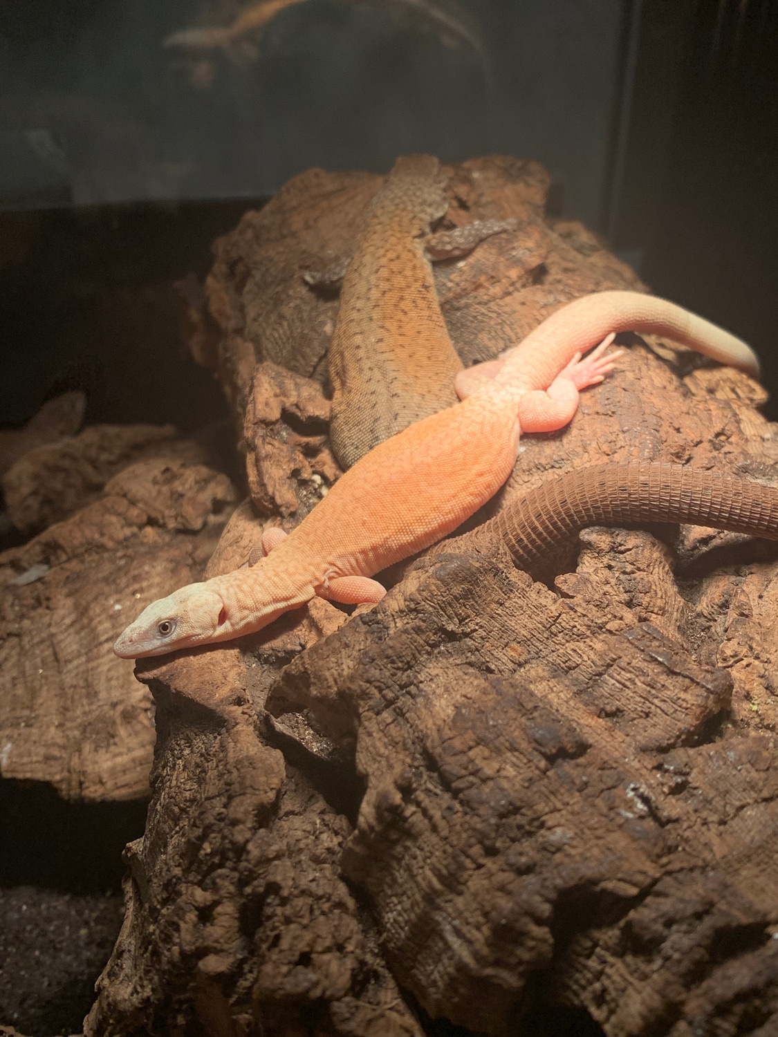 Leucistic Kingorum Other Monitor by Jurassic Grove - MorphMarket