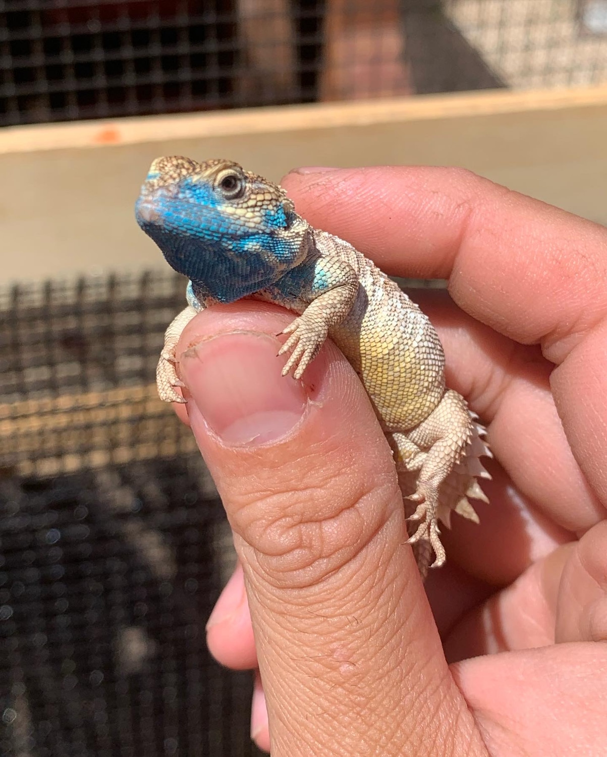 Xenagama Taylori More Lizard by Jurassic Grove - MorphMarket