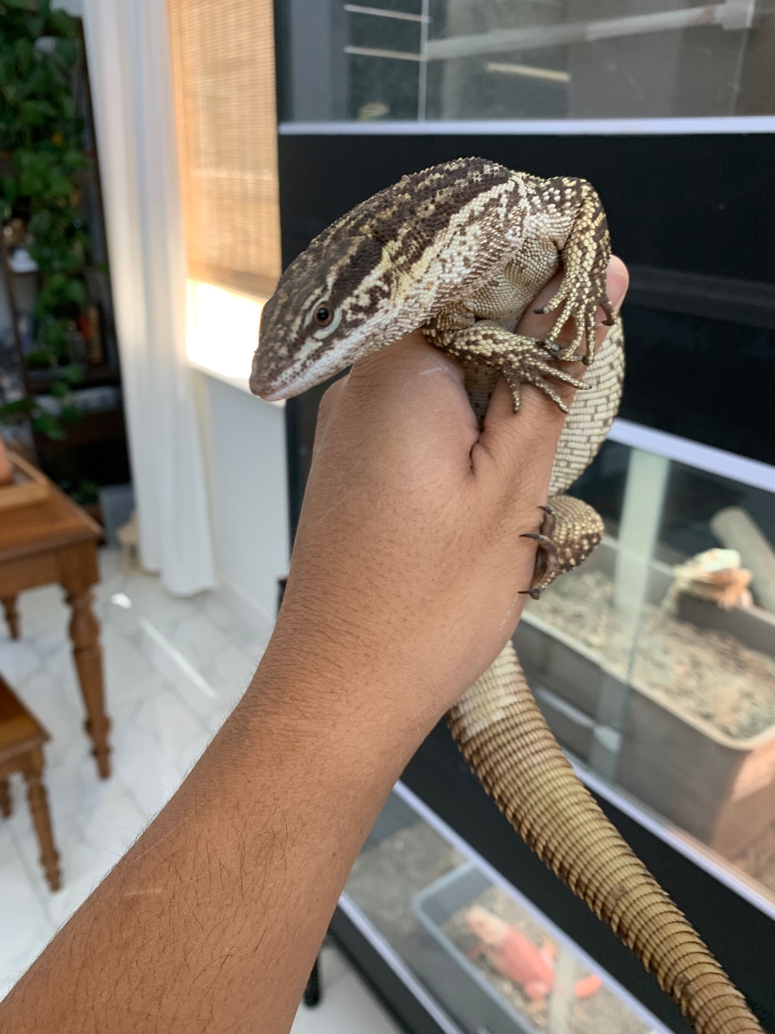 Breeder Male Yellow Ackie Spiny-Tailed Monitor by Jurassic Grove ...