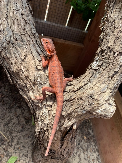 75% Red Monster Trans LB Central Bearded Dragon by Jurassic Grove