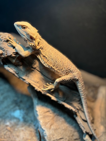 Hypo Het Zero Central Bearded Dragon by Jurassic Grove