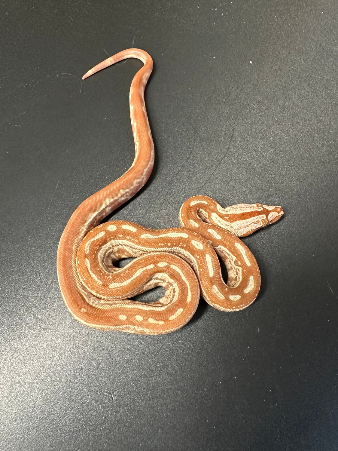 Img Vpi Sunglow Super Stripe Boa Constrictor by Nordic Boas - MorphMarket
