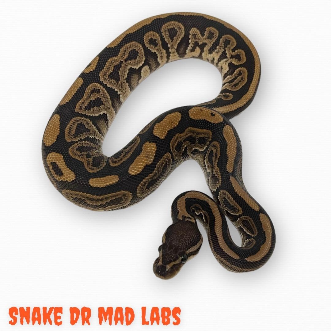 Black Pastel Specter Or YB, Pos Harlequin Ball Python by Snake Dr Mad Labs - MorphMarket