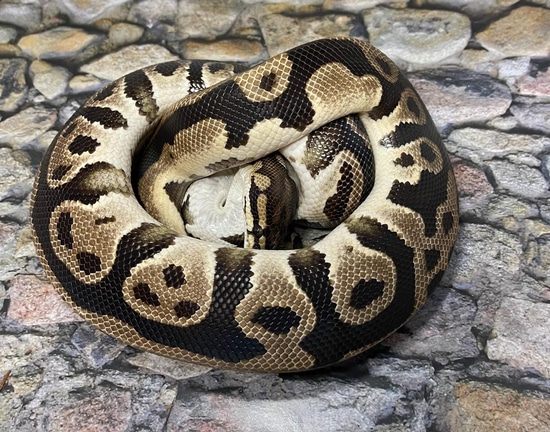 Orange Dream Leopard Het Clown Ball Python by Snake Dr Mad Labs