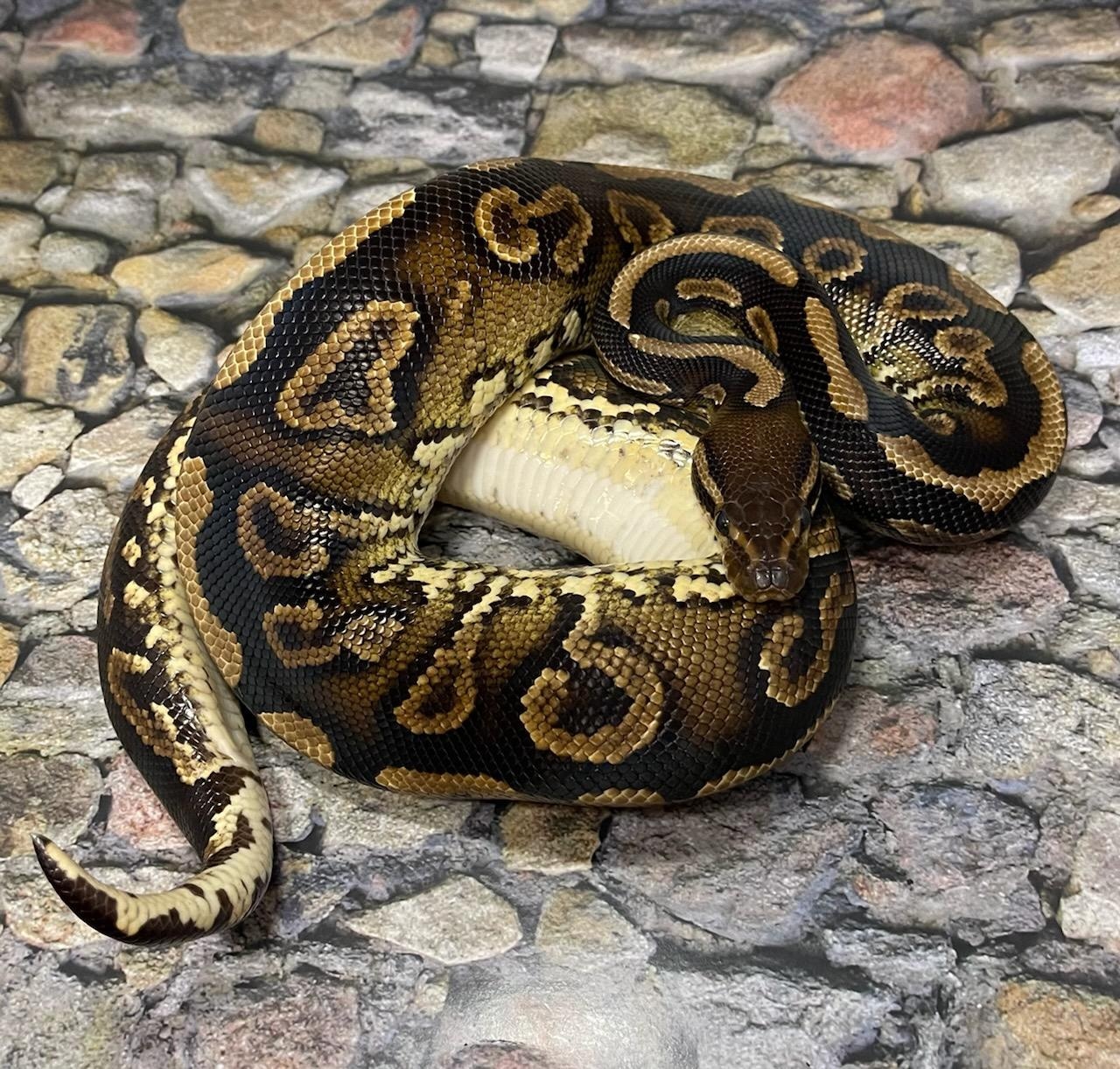 Barnhart Black Pastel Yellowbelly Ball Python by Snake Dr Mad Labs ...