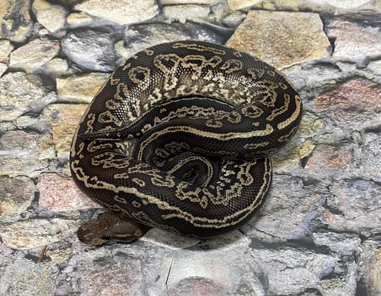 Black Pastel Blackjack Ball Python by Snake Dr Mad Labs