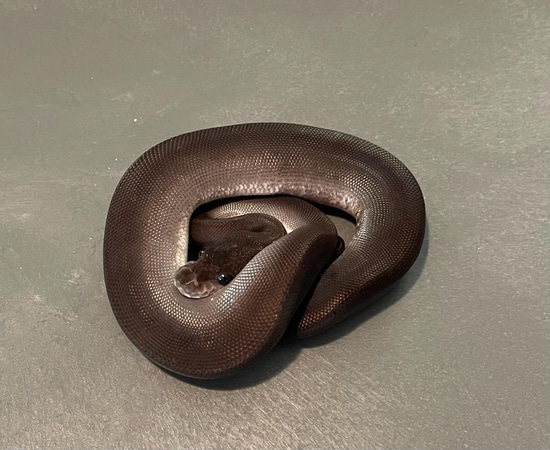 8 Ball Ball Python by Snake Dr Mad Labs
