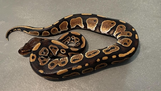 Mahogany Ball Python by Snake Dr Mad Labs