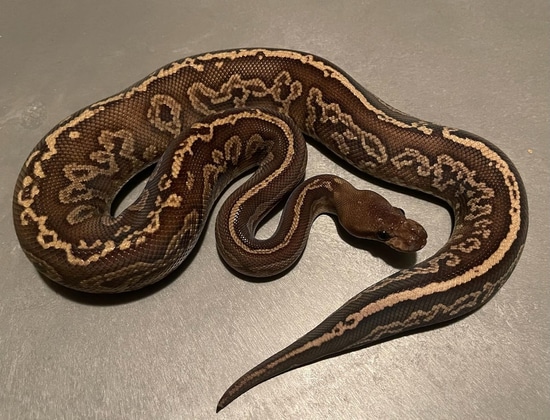 Blackjack Ball Python by Snake Dr Mad Labs