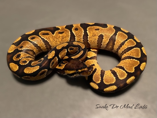 Enchi, Spector, Or Yellow Belly Female Ball Python by Snake Dr Mad Labs