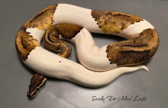 Pastel Pie Bald Het Tsk Ball Python by Snake Dr Mad Labs