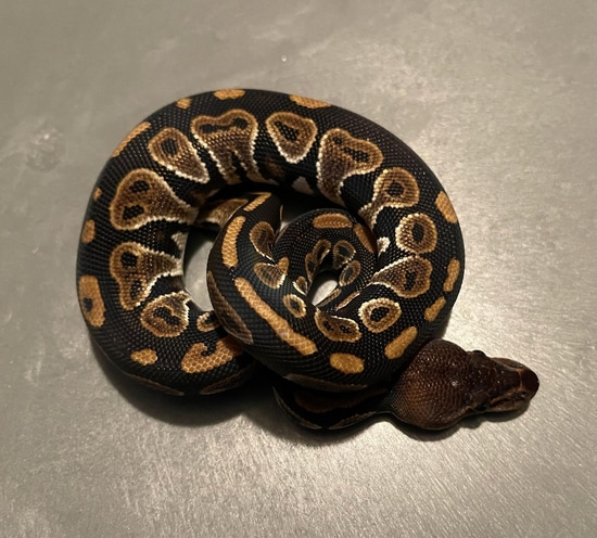 Mahogany Ball Python by Snake Dr Mad Labs