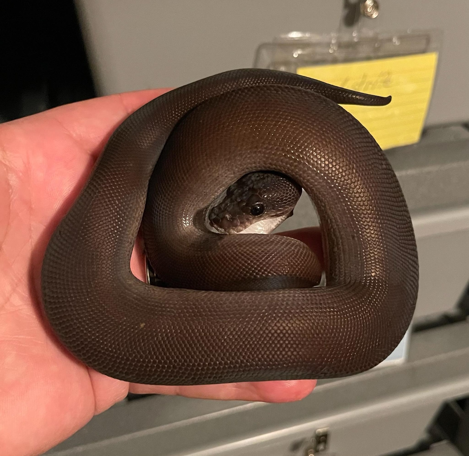 Black Pastel Cinnamon Ball Python by Snake Dr Mad Labs - MorphMarket