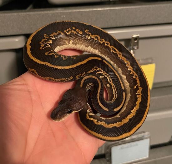 Black Pastel Leopard Mojave Pos Het Pied Ball Python by Snake Dr Mad Labs