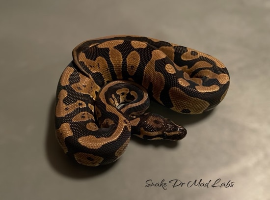 Confusion Ball Python by Snake Dr Mad Labs