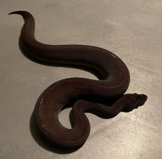 Black Pastel Cinnamon Ball Python by Snake Dr Mad Labs
