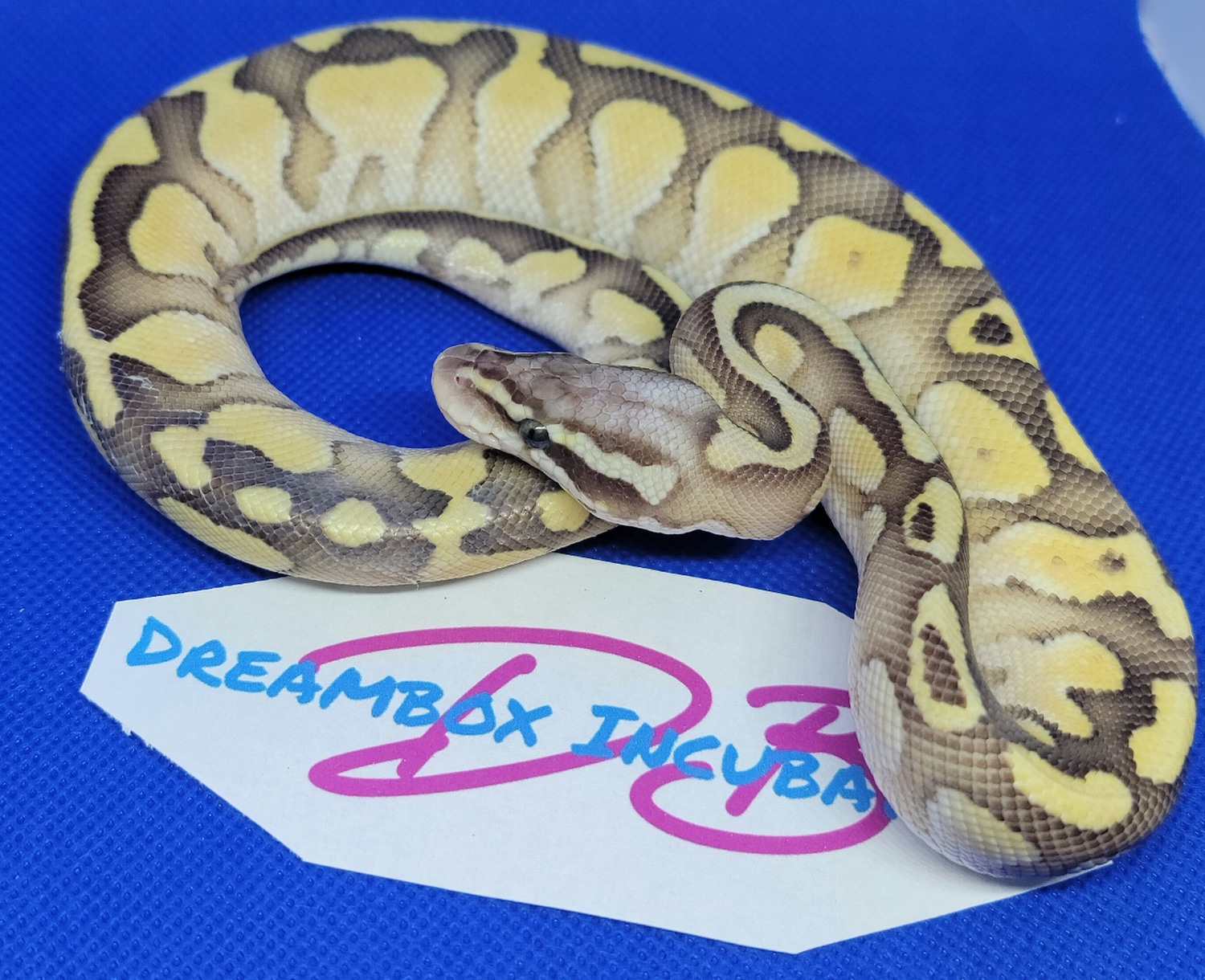 Butterfly Het DG Ball Python by Dreambox Incubators - MorphMarket
