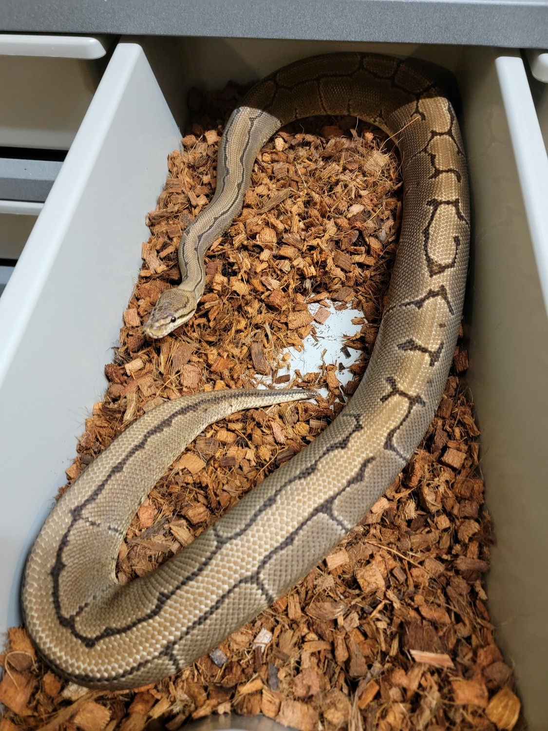 Pinstripe Ball Python by Dreambox Incubators - MorphMarket