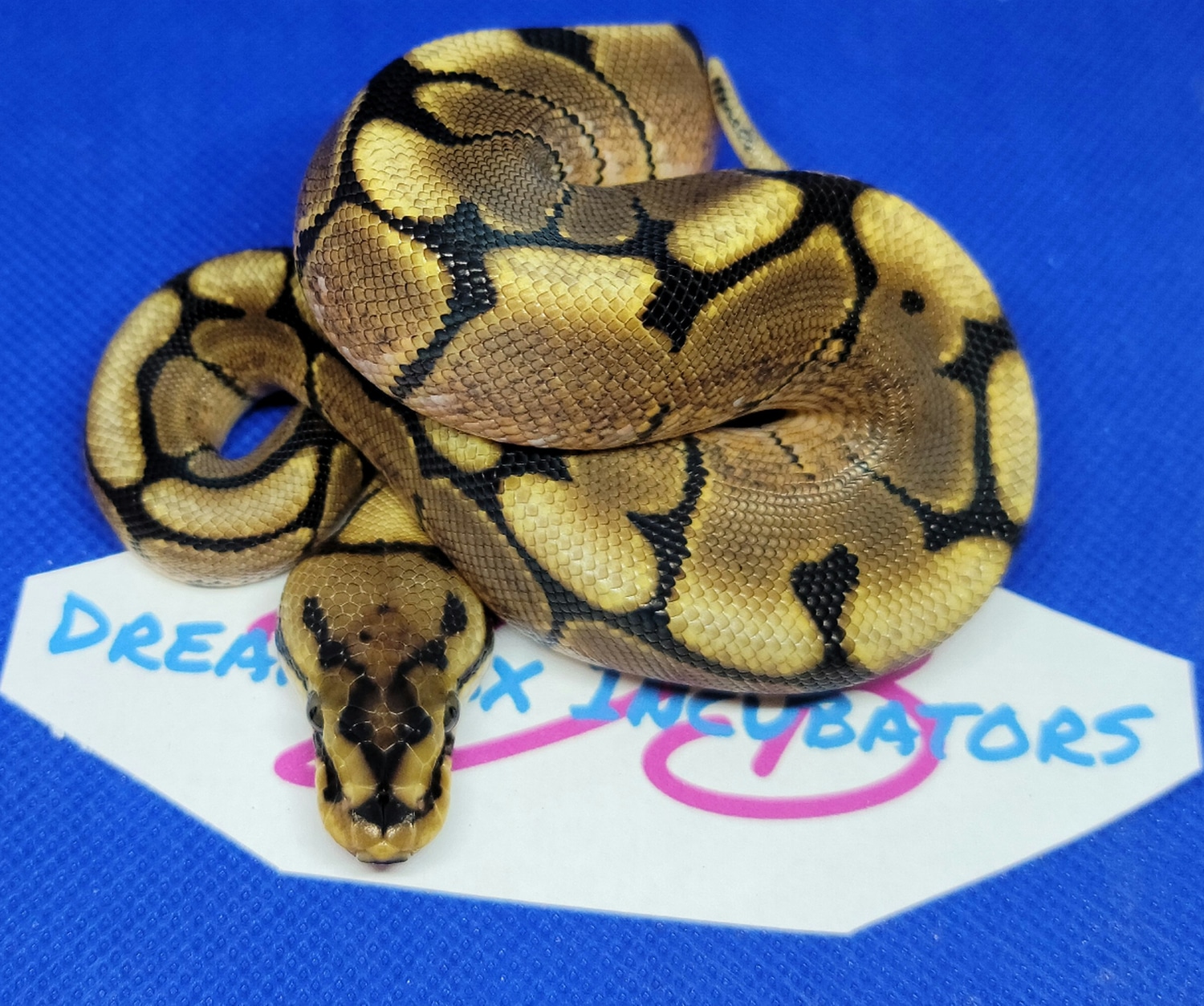 Spider Het Dg Ball Python by Dreambox Incubators - MorphMarket