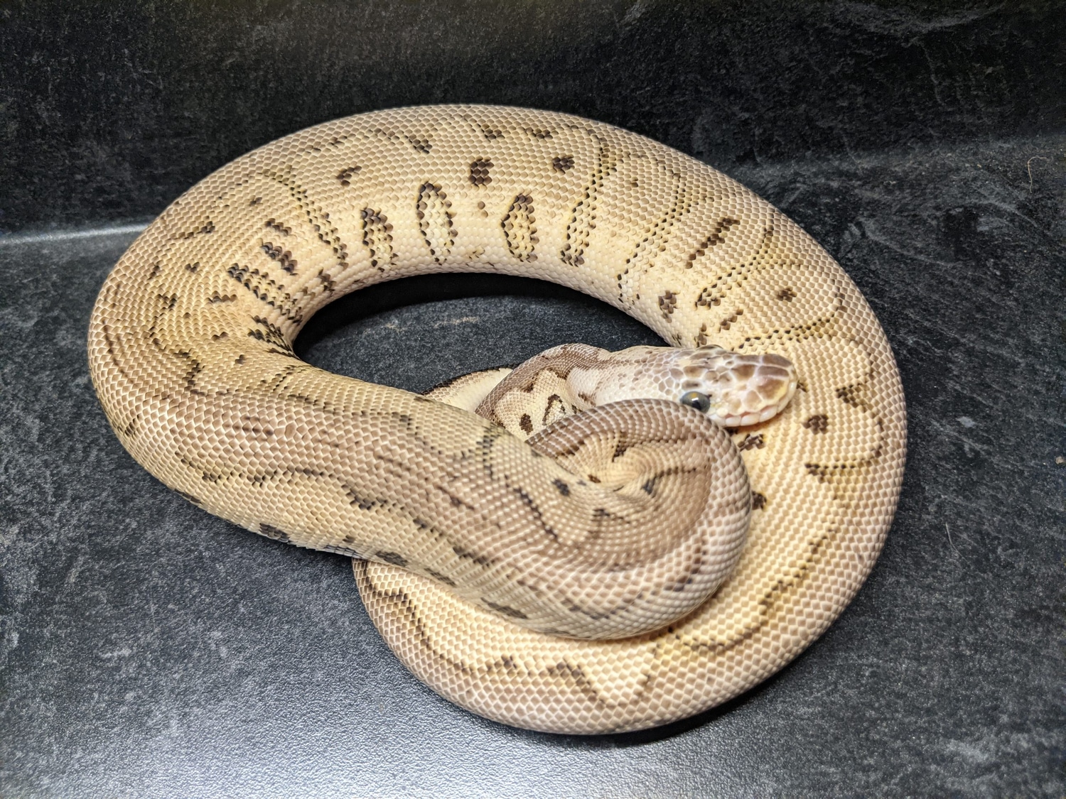 Pastave Clown Girl Ball Python by Dreambox Incubators - MorphMarket