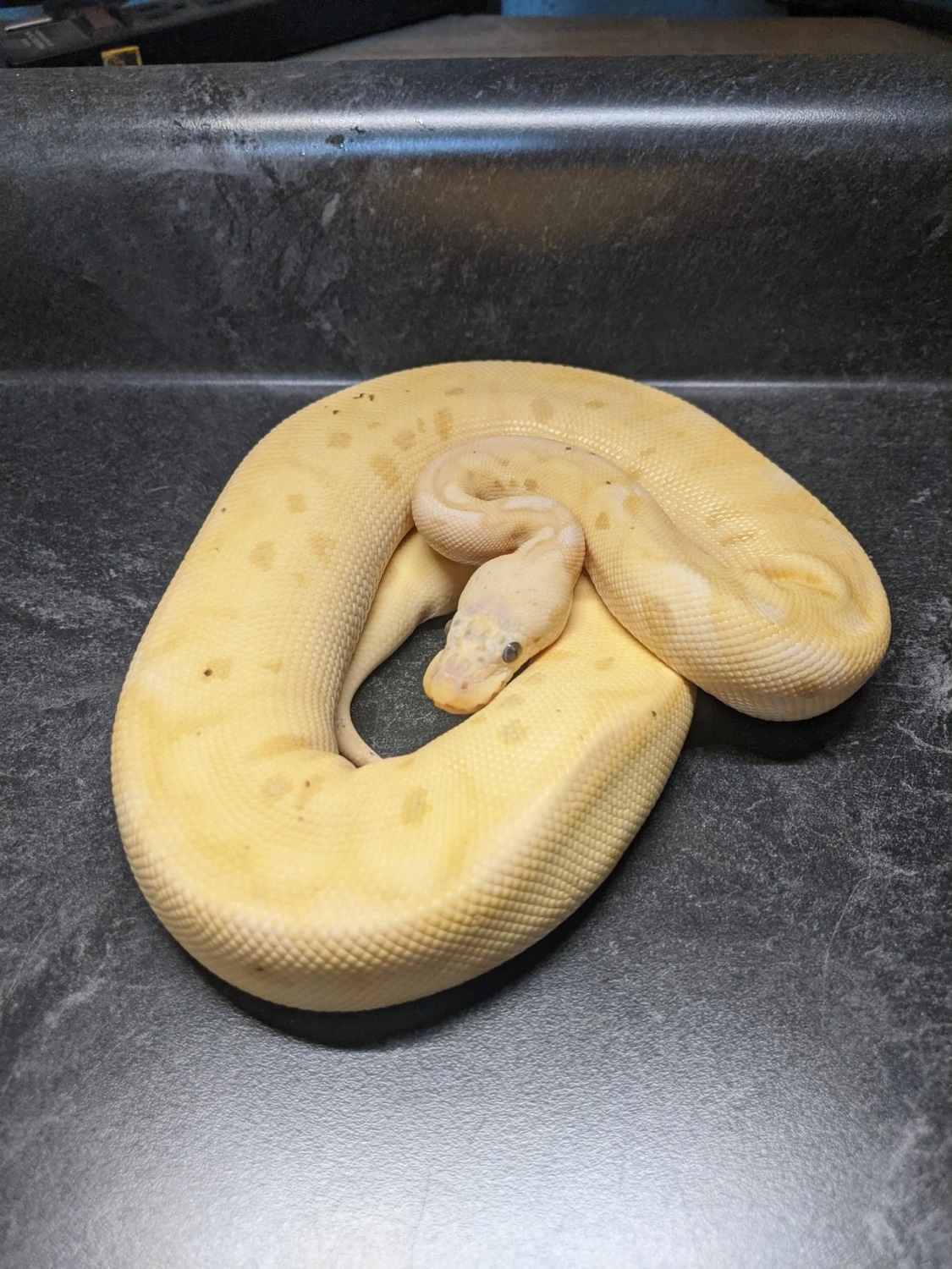 Banana Pastel Clown Girl Ball Python by Dreambox Incubators - MorphMarket