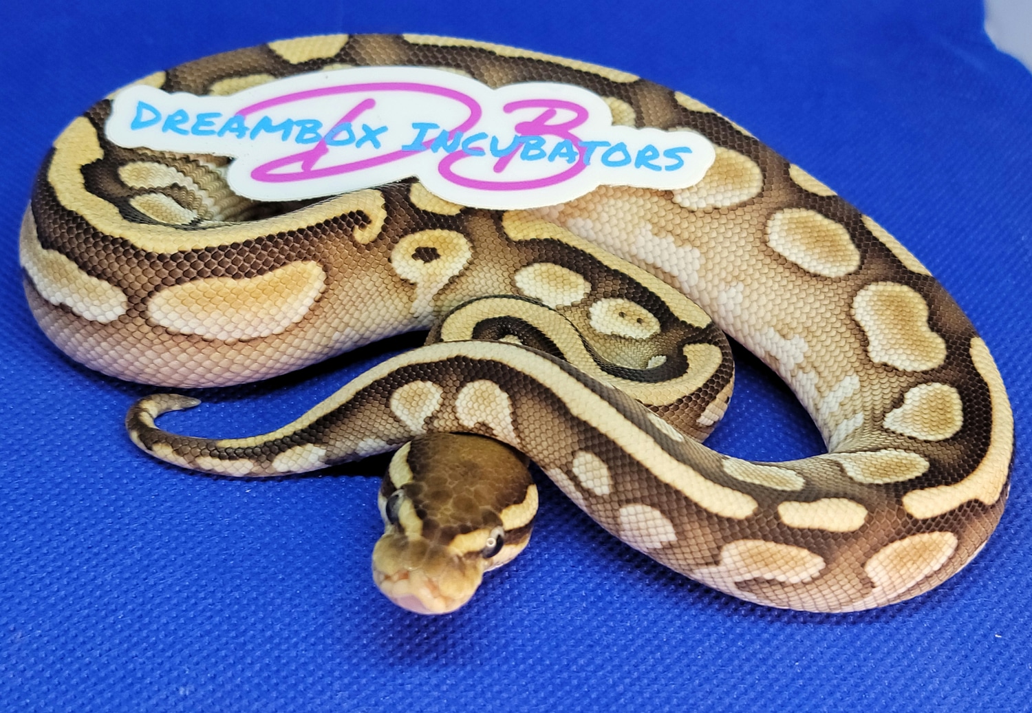 21' Butter Het DG 50%het Pied Ball Python by Dreambox Incubators ...