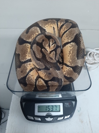 Pastel Enchi Ball Python by Dreambox Incubators